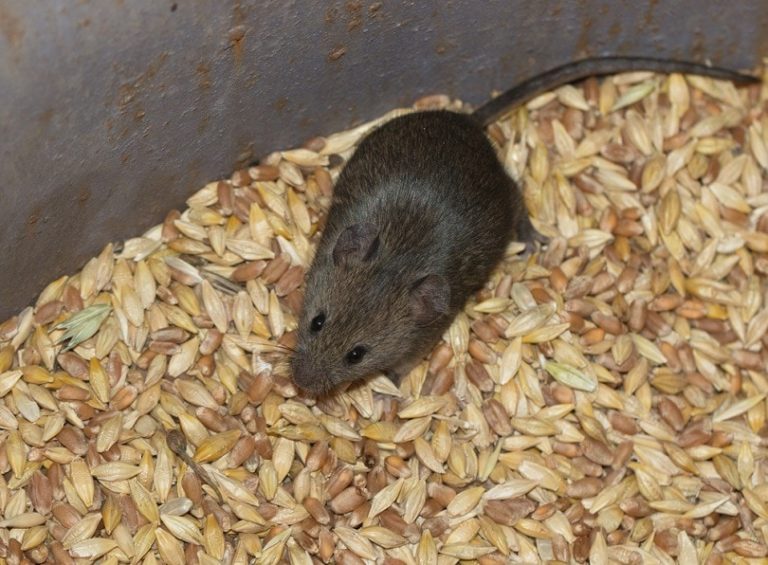 How To Get Rid of Mouse Urine Smells In 7 Steps | Home Grail