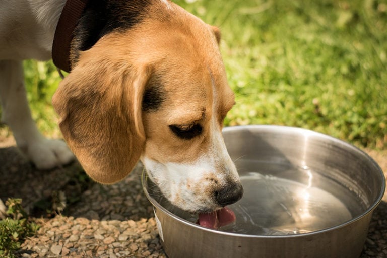 How To Prevent Dog Urine From Killing Grass (6 Natural Methods) | Home ...