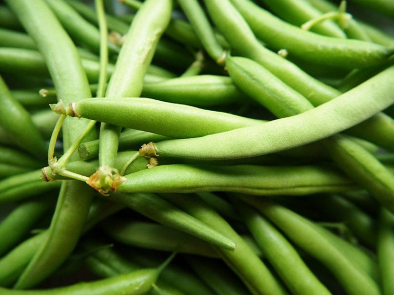 15 Best Green Bean Varieties to Grow at Home (with Pictures) | Home Grail