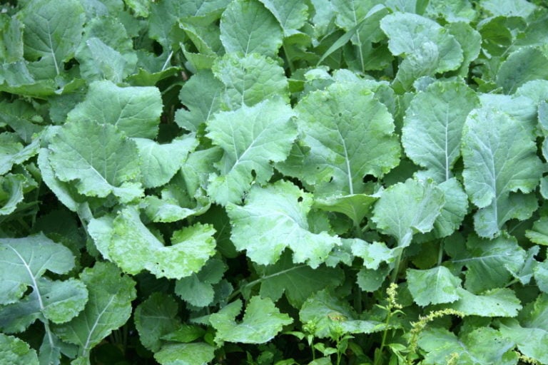 11 Best Vegetables to Grow in Ohio (With Pictures) | Home Grail
