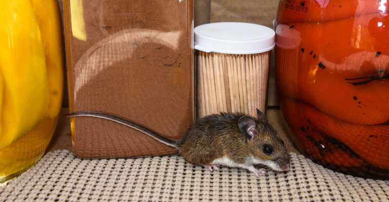 How To Get Rid of Mouse Urine Smells In 7 Steps | Home Grail