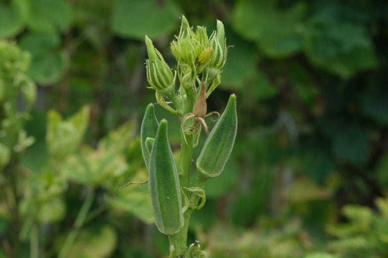 10 Best Vegetables to Grow in Texas (With Pictures) | Home Grail