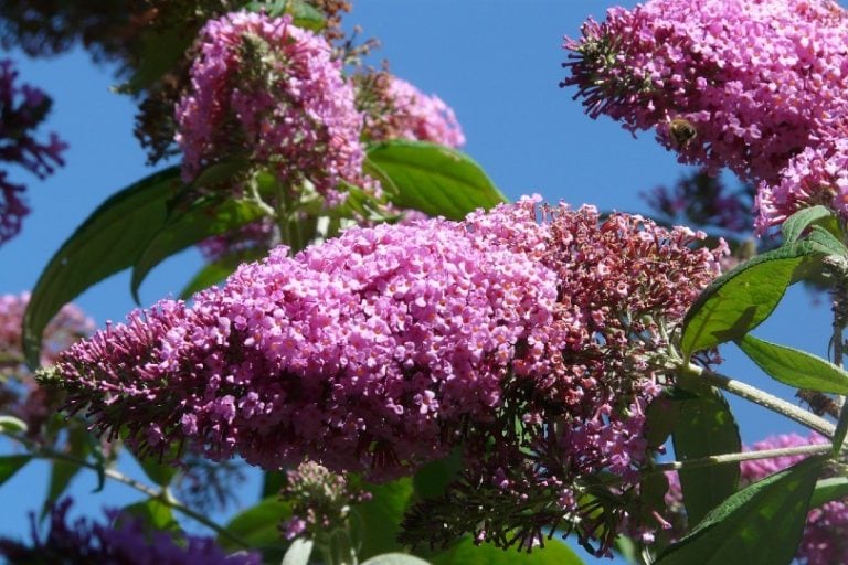 35 Types of Pink Flowers (With Pictures) | Home Grail