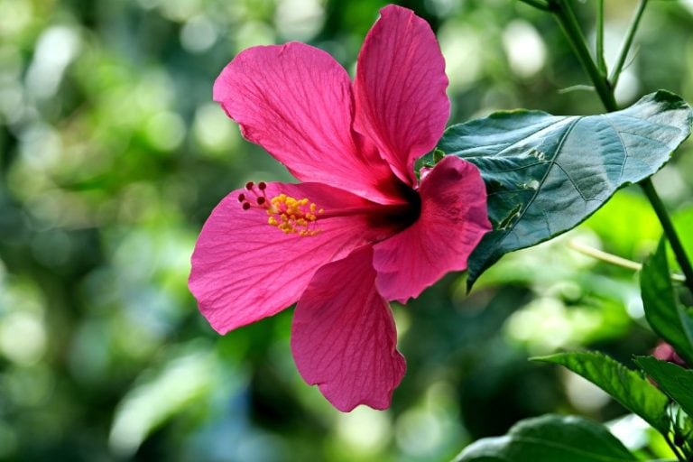 35 Types of Pink Flowers (With Pictures) | Home Grail
