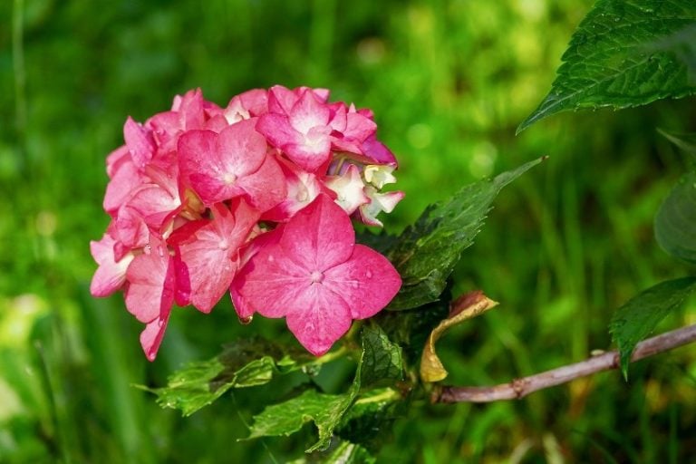35 Types of Pink Flowers (With Pictures) | Home Grail