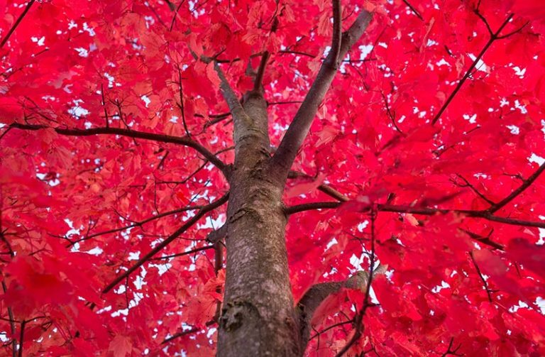 13 Types of Trees in Maryland (With Pictures) | Home Grail