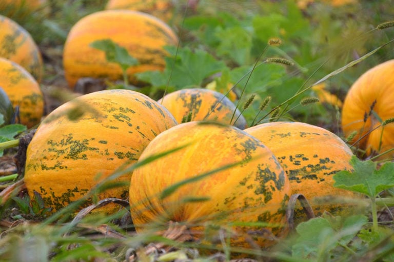 10 Best Vegetables to Grow in Texas (With Pictures) | Home Grail