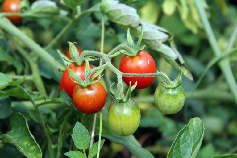 10 Best Vegetables to Grow in Texas (With Pictures) | Home Grail
