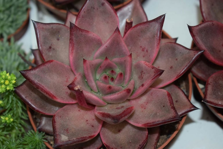19 Types of Mini Succulents (With Pictures) | Home Grail