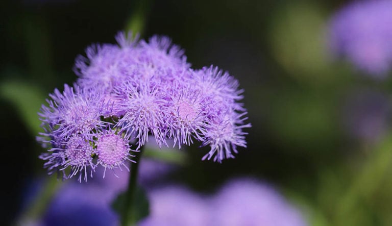 21 Best Plants and Flowers to Grow In Utah (With Pictures) | Home Grail
