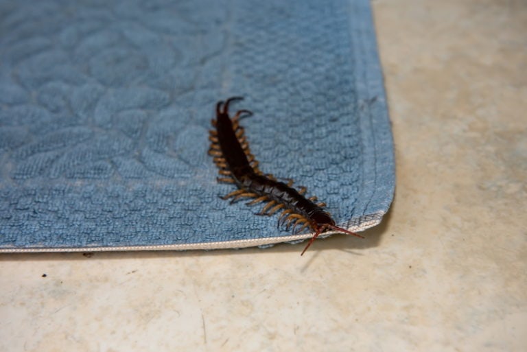 11 Common Bathroom Bugs (With Pictures) | Home Grail