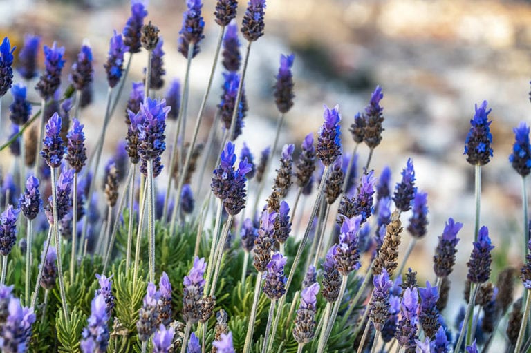 When Do Lavenders Bloom? How Long Does the Season Last? | Home Grail