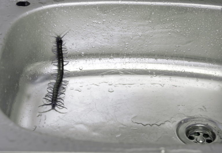 Are House Centipedes Dangerous? Should You Kill Them? | Home Grail