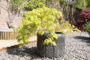 10 Best Trees to Grow in Pots (With Pictures) | Home Grail