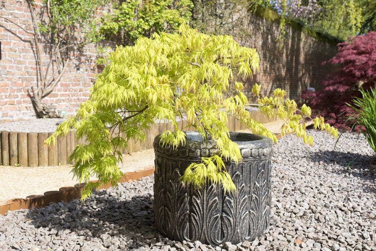 Is My Japanese Maple Dead (5 Signs to Look For) | Home Grail
