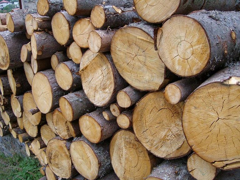 Is Oak a Hardwood? Types, Facts & FAQ | Home Grail