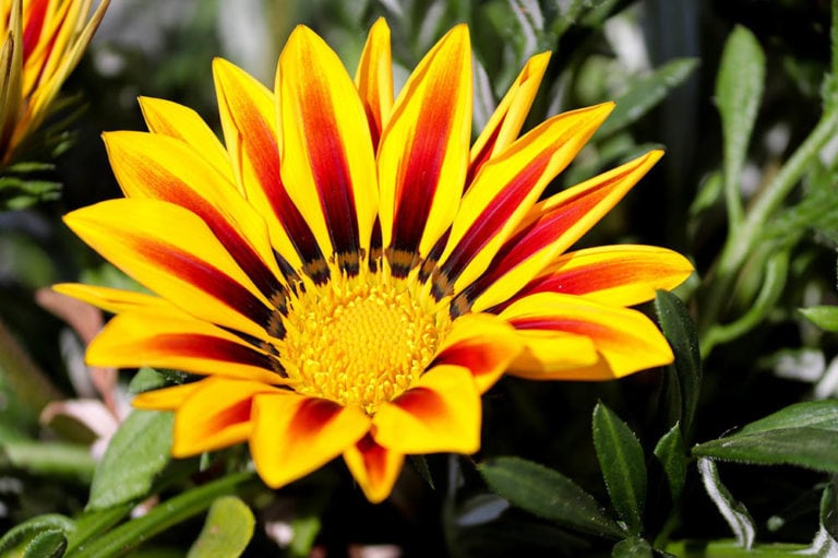 21 Best Plants and Flowers to Grow In Utah (With Pictures) | Home Grail