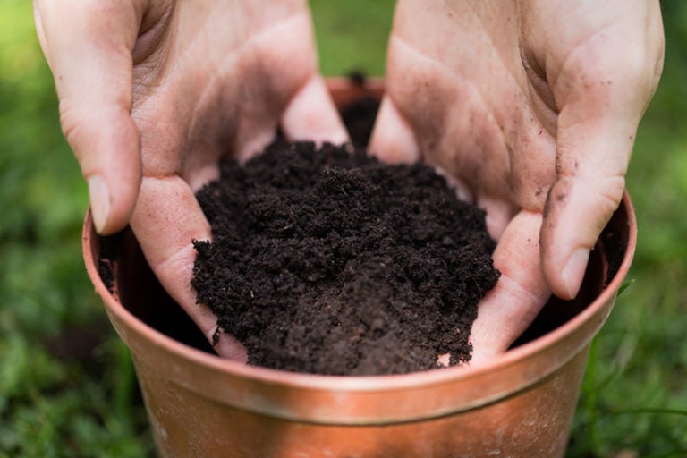 How & When To Plant Poppy Seeds: 5 Simple Steps | Home Grail