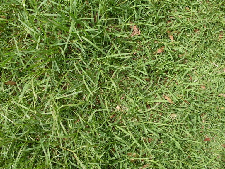 8 Types of Grass in Ohio – Top Choices For Your Lawn (With Pictures ...