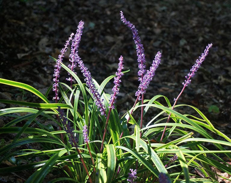 Monkey Grass: Care & Growth Guide for Liriope | Home Grail