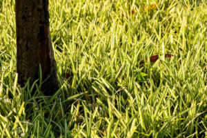 9 Types of Grass in Georgia – Top Choices for Your Lawn (With Pictures ...