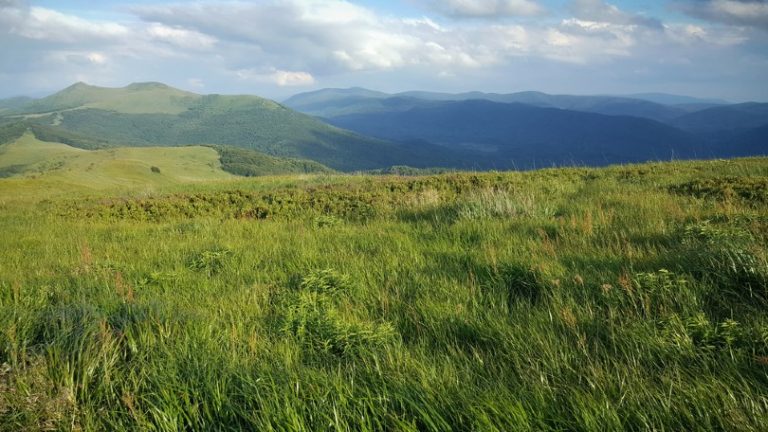 6 Types of Wild Grass & What You Need To Know! (With Pictures) | Home Grail