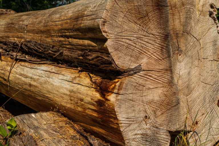 Can You Burn Cedar in a Fireplace? Facts & FAQ | Home Grail