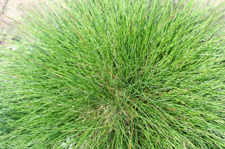 9 Types of Grass in Georgia – Top Choices for Your Lawn (With Pictures ...