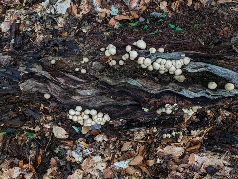 What Is Mushroom Compost? What You Need To Know | Home Grail