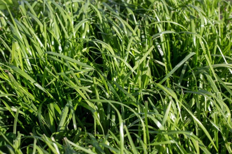 8 Most Common Types of Grass in Hawaii (With Pictures) | Home Grail