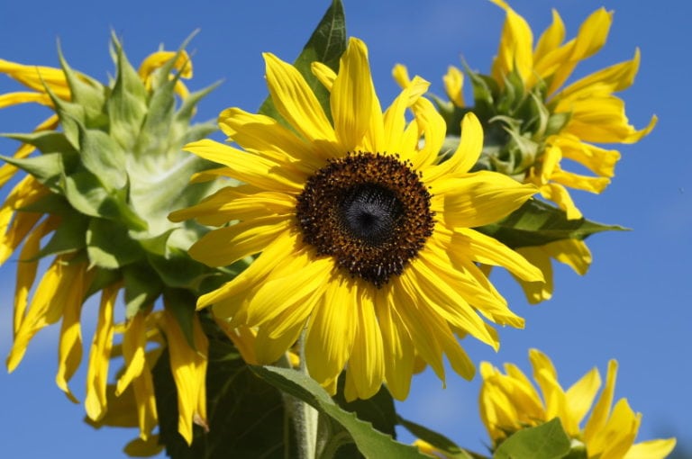 What Is the State Flower of Kansas? History, Facts & FAQ | Home Grail