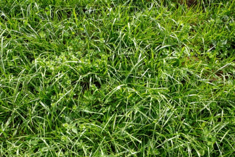 5 Types Of Grass In Michigan (With Pictures) | Home Grail