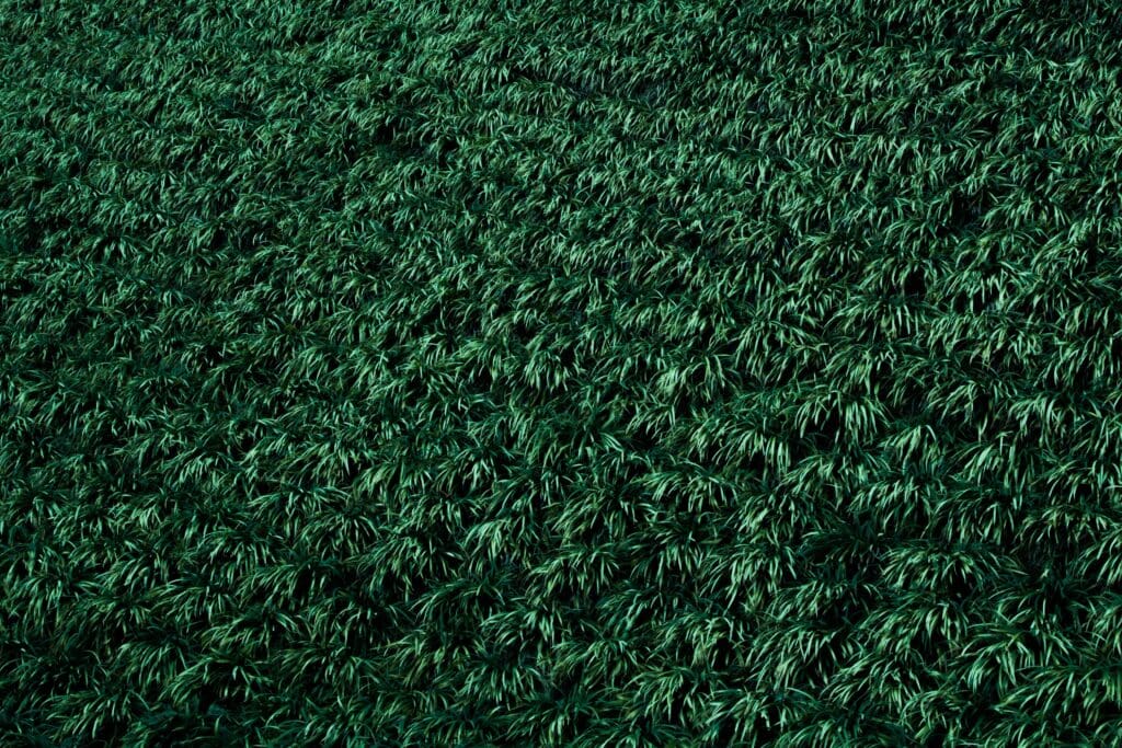 8 Types of Grass in Ohio – Top Choices For Your Lawn (With Pictures ...