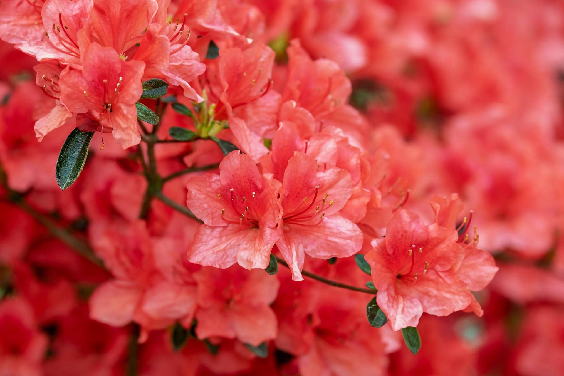 How Fast Do Azaleas Grow? (& How to Grow Them Faster) | Home Grail