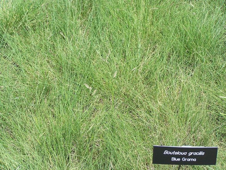 9 Types of Grass in Florida (With Pictures) | Home Grail