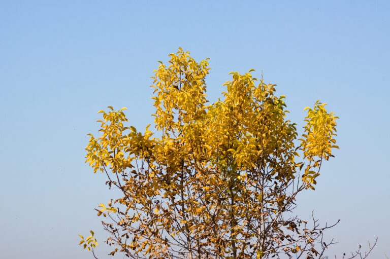 23 Types of Trees in New Jersey (With Pictures) | Home Grail