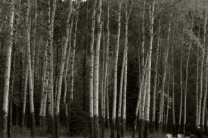25 Types of Trees in California (With Pictures) | Home Grail