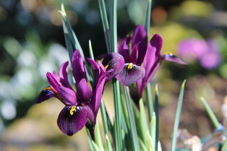 When Do Iris Flowers Bloom? How Long Does the Season Last? | Home Grail