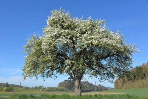 When Do Apple Trees Bloom? Facts & FAQs | Home Grail