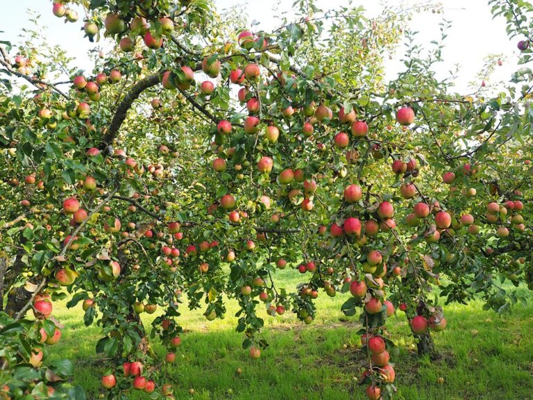How Long Do Apple Trees Live? History, Lifespan & Types | Home Grail