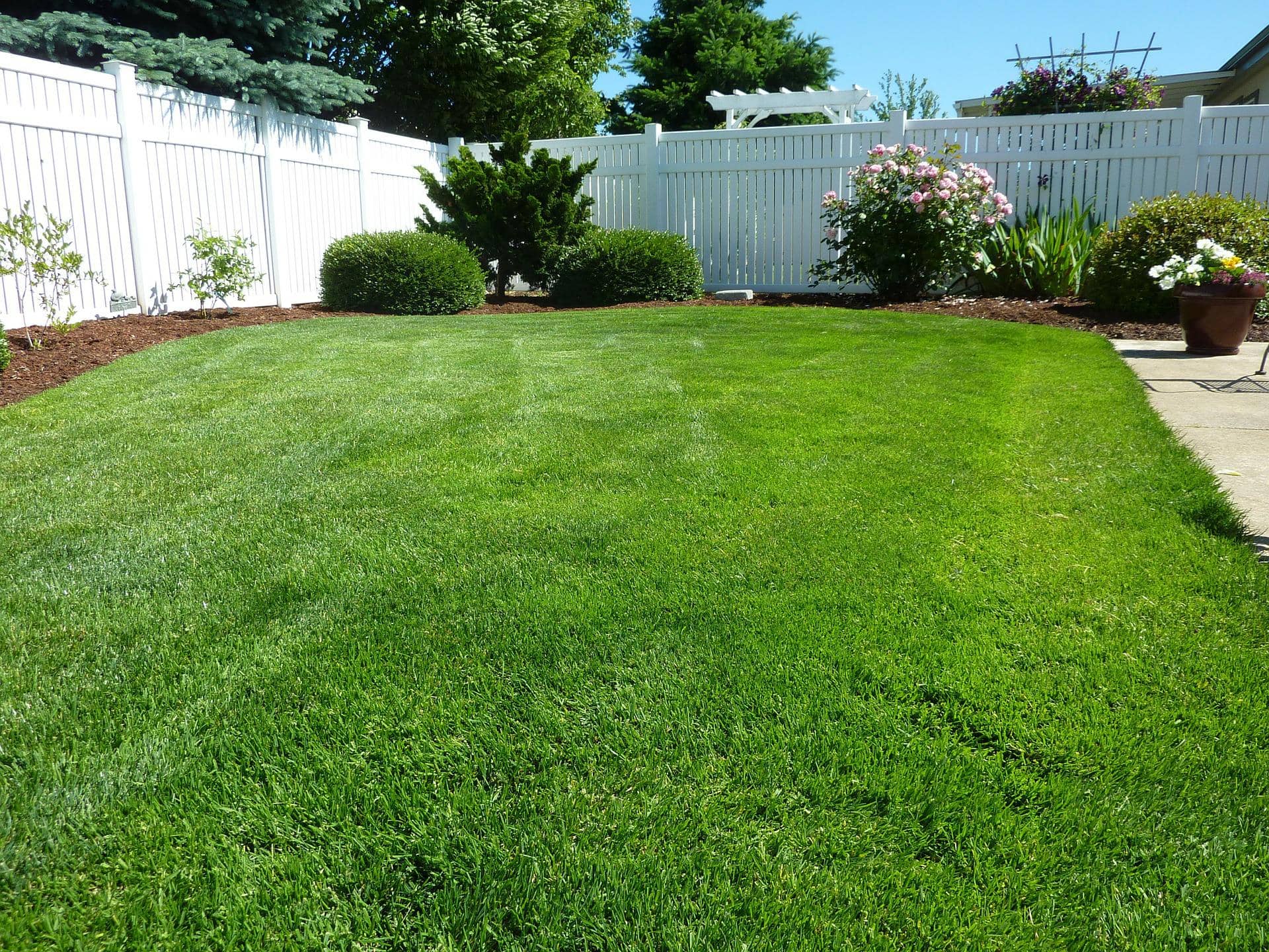 How Fast Does Grass Grow? 5 Factors | Home Grail