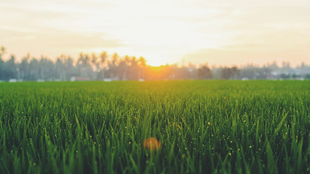 5 Types of Grass in Alabama (with Pictures) | Home Grail