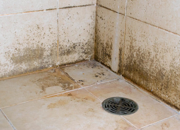 How to Get Rid of Mold in the Bathroom: 8 Simple Steps | Home Grail