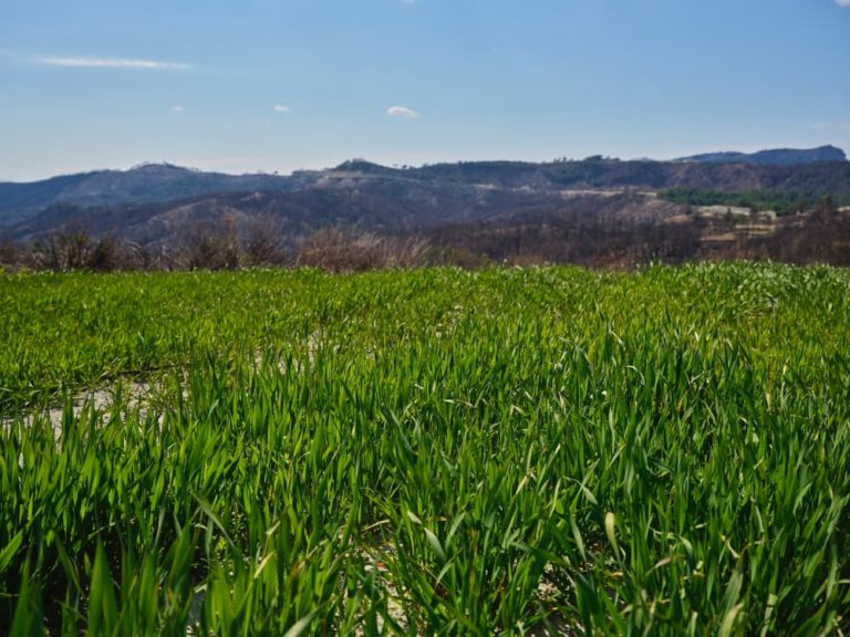 How Fast Does Grass Grow? 5 Factors | Home Grail