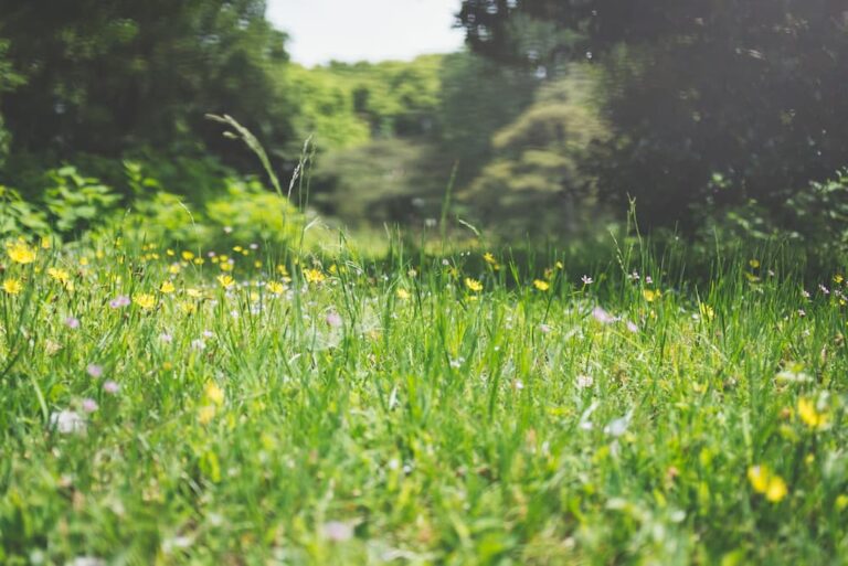 How Fast Does Grass Grow? 5 Factors | Home Grail