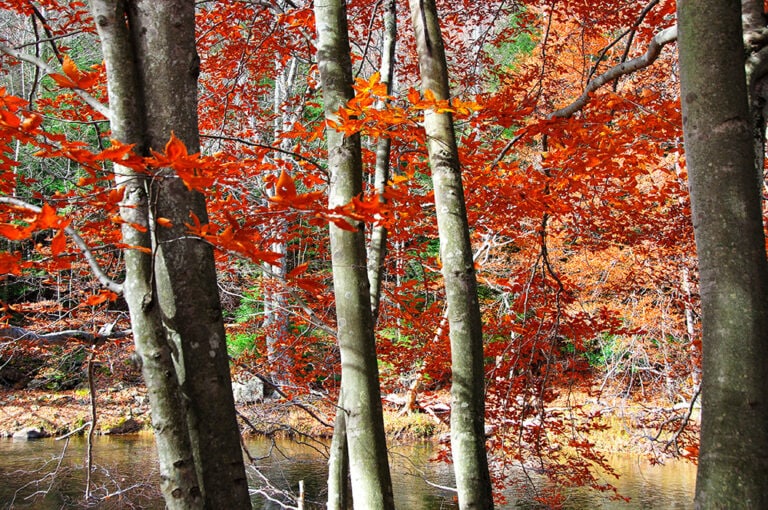 23 Types of Trees in New Jersey (With Pictures) | Home Grail