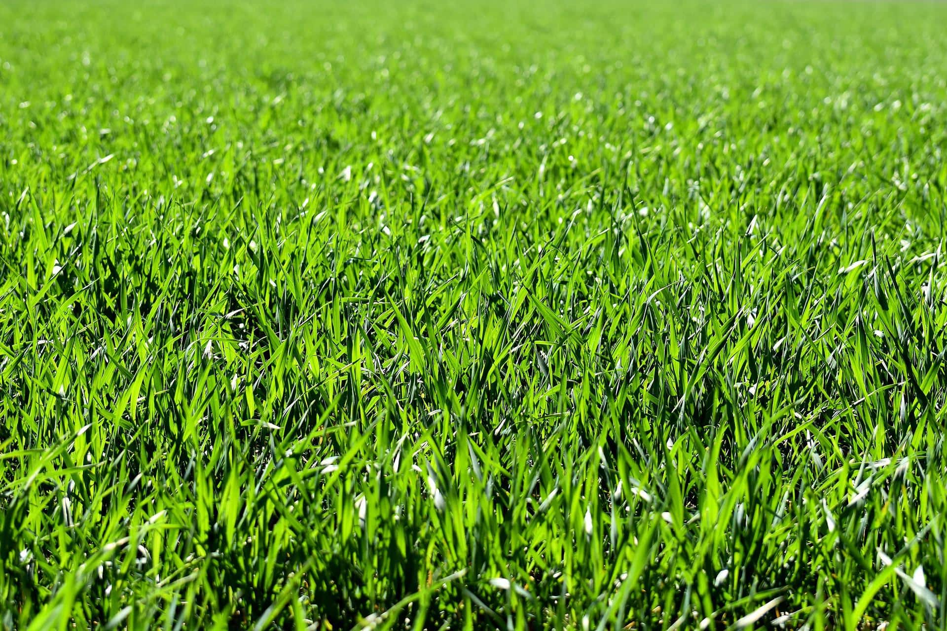 How Much Does Home Depot Charge to Install Artificial Turf? Maintenance ...