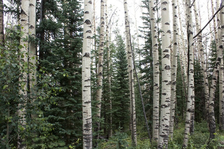 28 Types of Trees in Michigan (With Pictures) | Home Grail