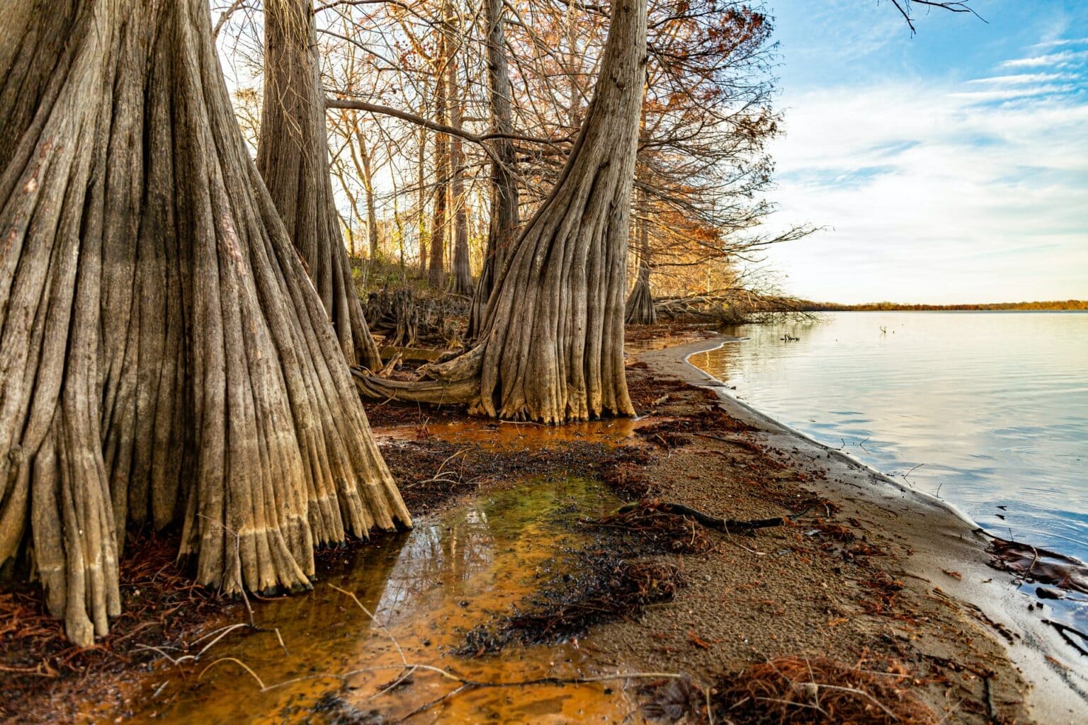 27 Types of Trees in Florida (with Pictures) | Home Grail