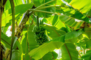 27 Types of Trees in Florida (with Pictures) | Home Grail
